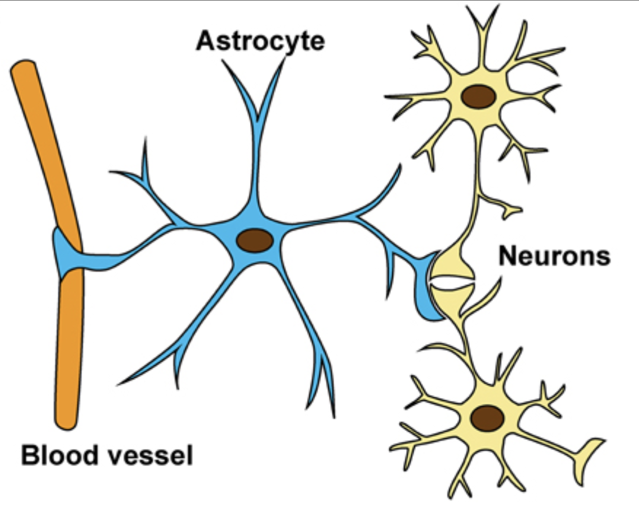 Don’t forget about the stars in your brain! | Lions Talk Science