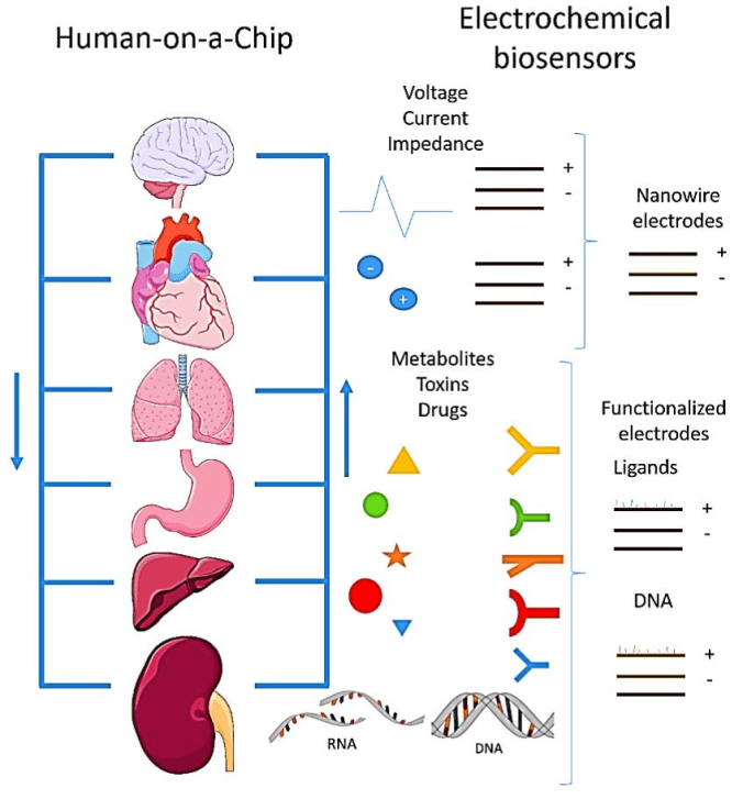 Organ on a Chip: The Future of Biomedical Testing | Lions Talk Science
