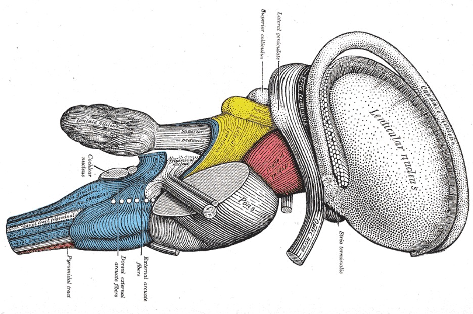 A Brief History of Anatomy as Told Through Art | Lions Talk Science