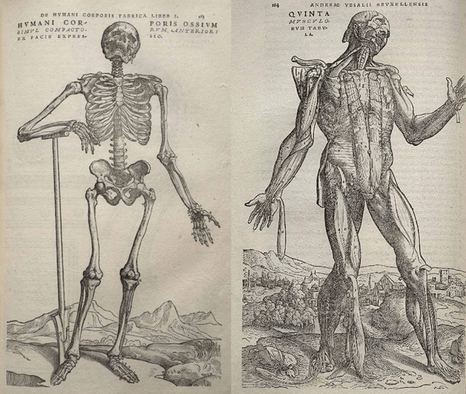 A Brief History of Anatomy as Told Through Art | Lions Talk Science