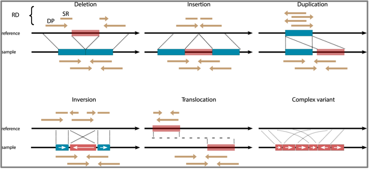 An Untapped Gold Mine of Information; Detecting Structural Variants ...