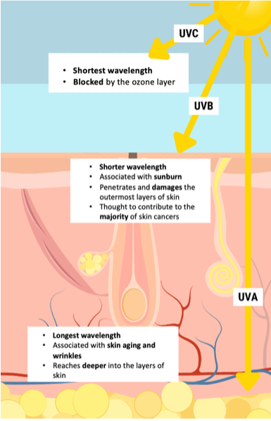 Sunshine State of Mind: How to Protect your Skin from UV Exposure ...