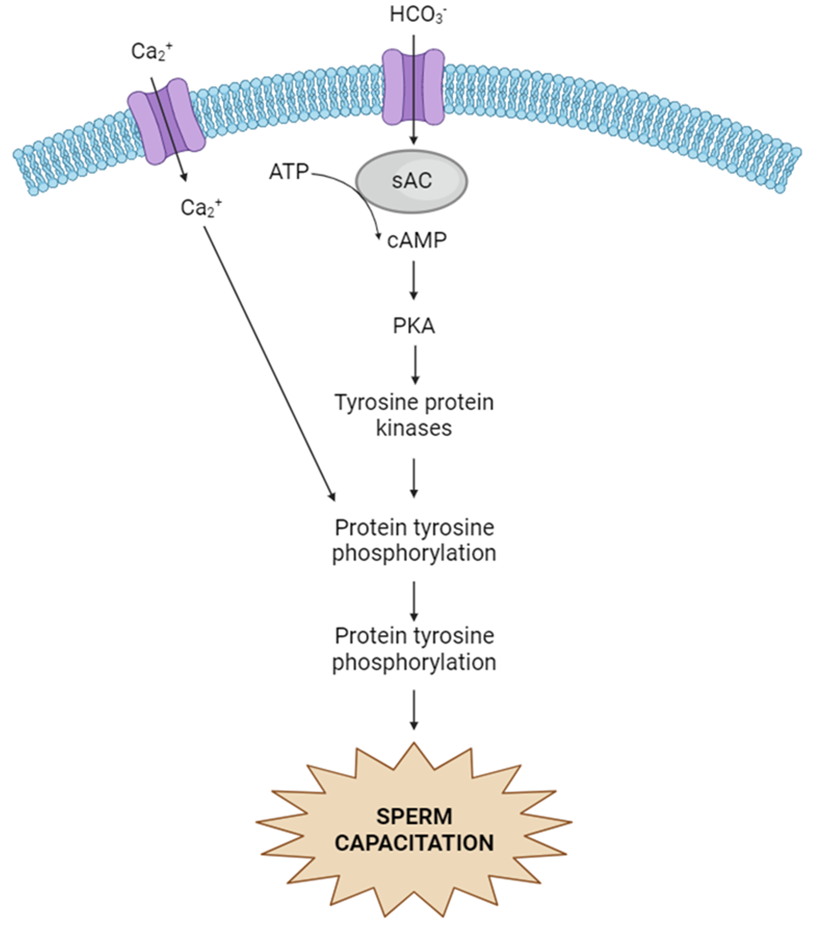 Targeting the sAC, Male Birth Control May Soon Become a Reality | Lions ...
