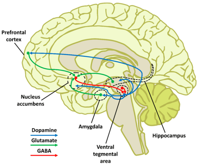 Tangled: The Weave Between Diet, Addiction, and Hormones | Lions Talk ...