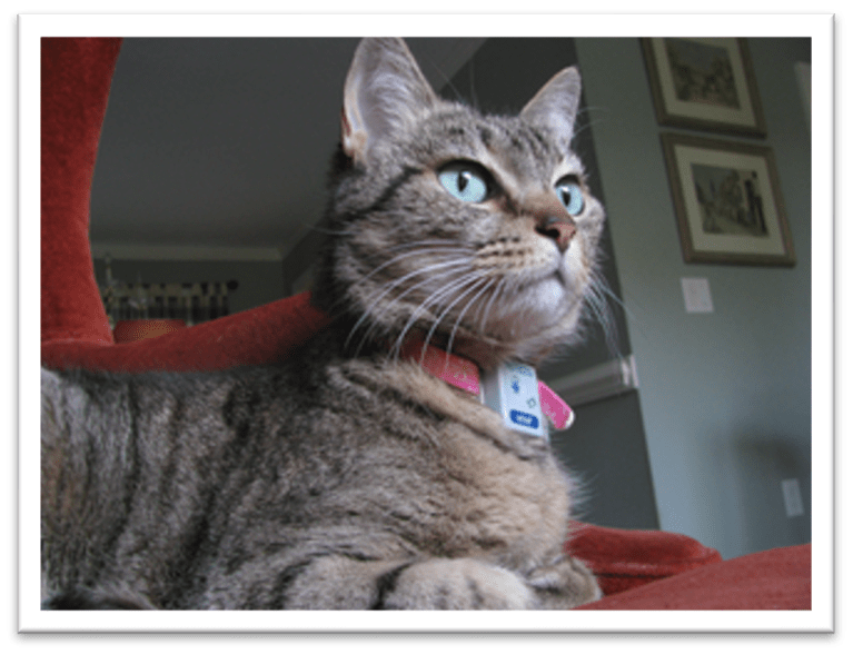 The Purr-suit of Knowledge: A New Era of Cat Research | Lions Talk Science